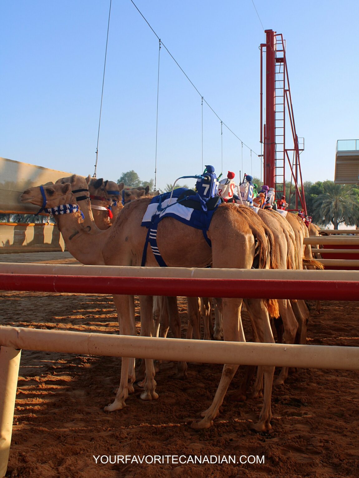 Dubai Camel Racing Guide | What Tourists Need to Know