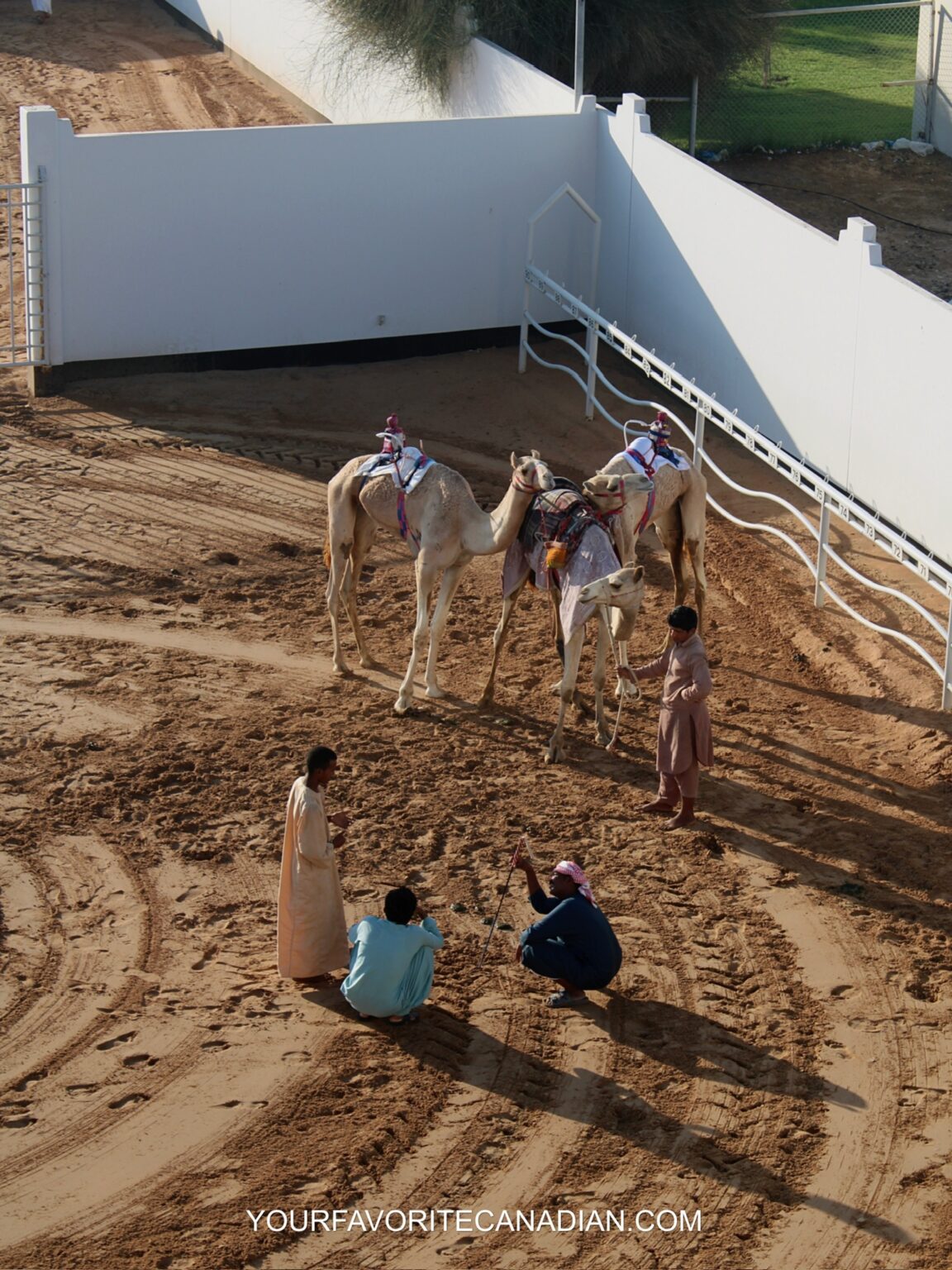Dubai Camel Racing Guide ‣ Your Favorite Canadian