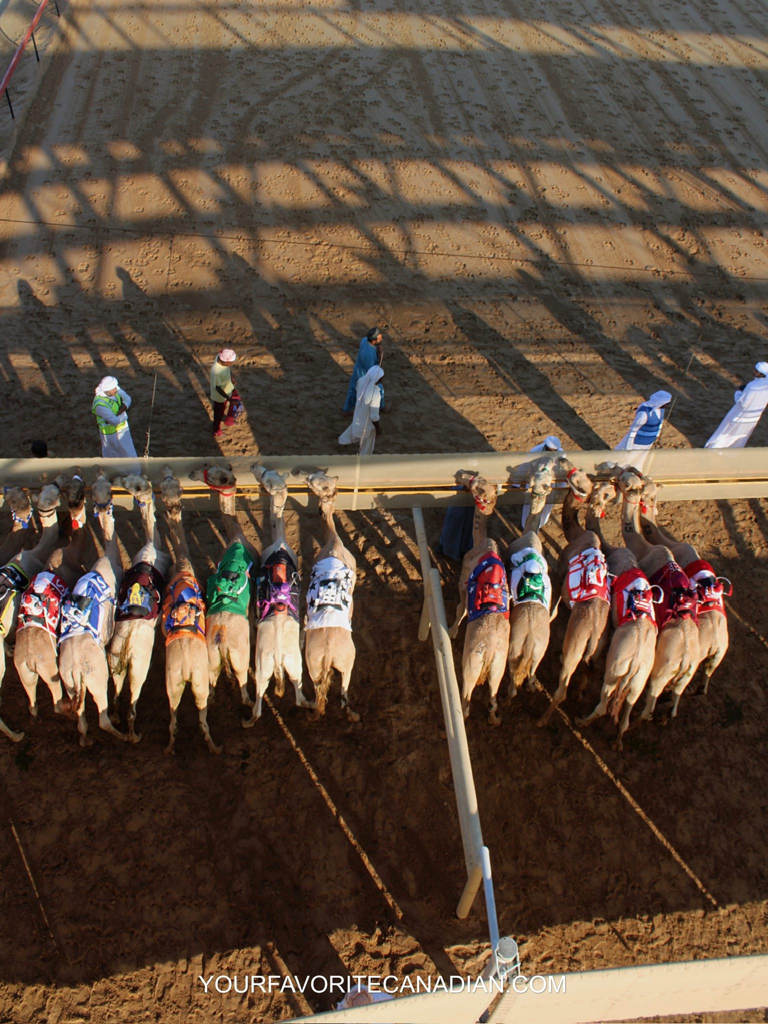 Dubai Camel Racing Guide | What Tourists Need to Know